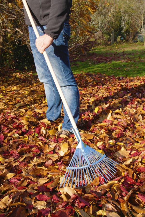 Man Raking autumn leaves stock photo. Image of remove - 65711954