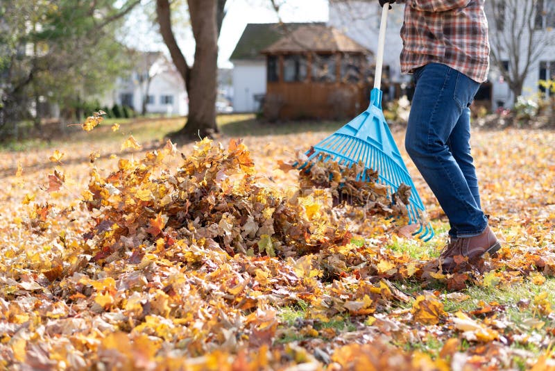 Man Raking Leaves in the Backyard in Autumn Stock Photo - Image of ...