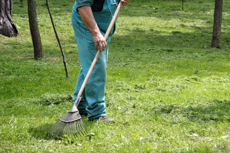 Man Raking Freshly Cut Grass Stock Image - Image of work, collect: 56461903