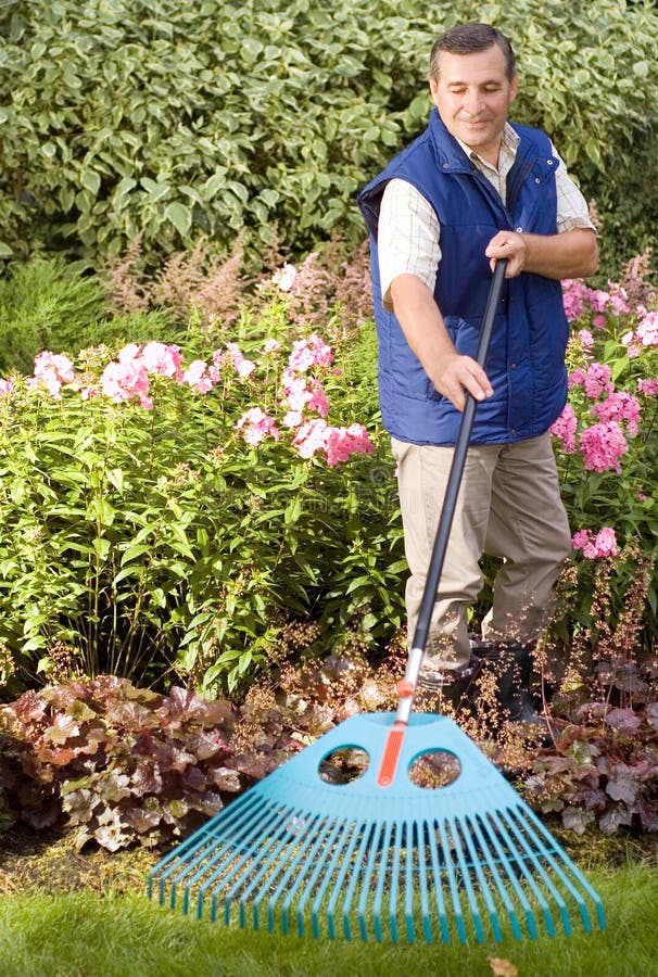 Man raking garden stock photo. Image of happiness, growth - 6770768