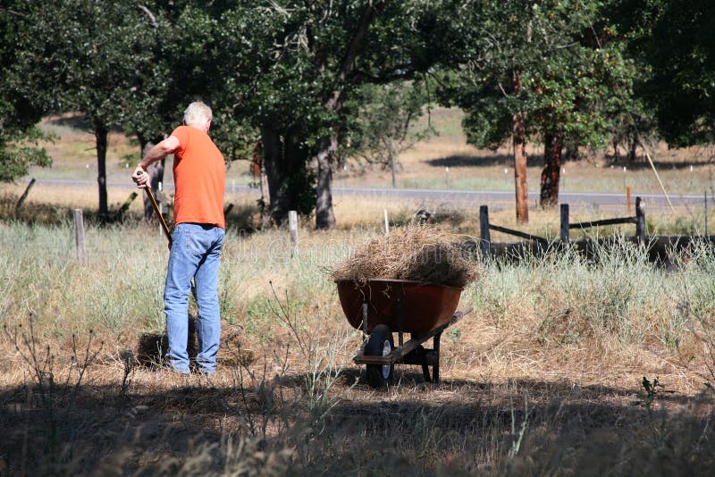Man Raking Grass and Weeds stock photo. Image of raking - 946700