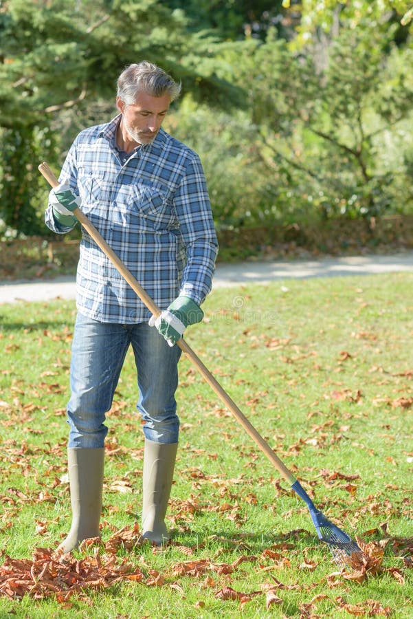 Man raking leaves stock photo. Image of labore, tool - 317246850