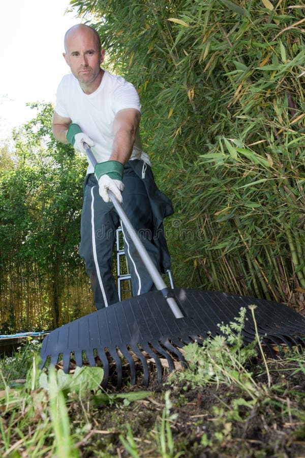 Man Raking Leaves during Autumn Season Stock Photo - Image of garden ...