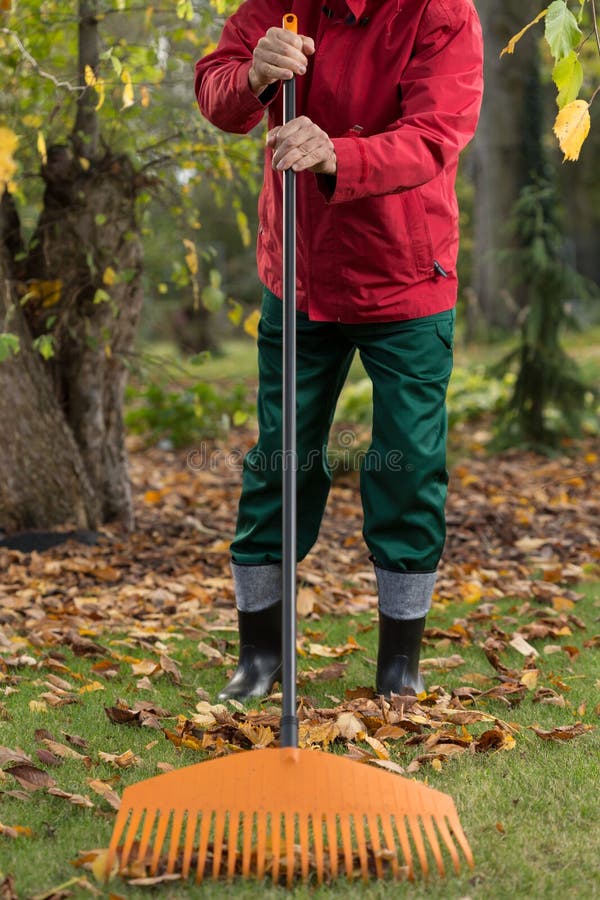Sweeping leaves stock photo. Image of collect, raking - 43881980
