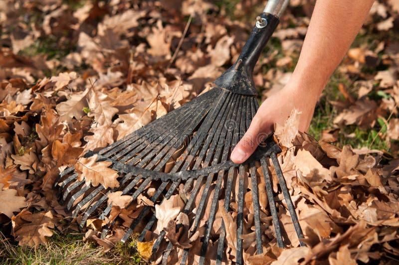 Raking autumn leaves stock image. Image of collection - 16426157