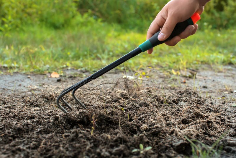 Raking the soil stock photo. Image of green, activity, dirt - 69156