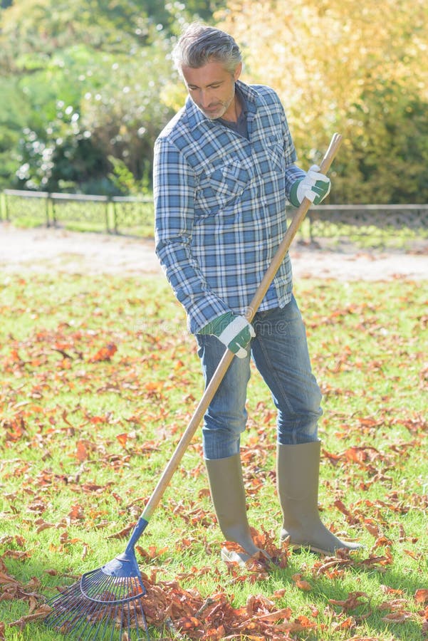 Man raking up leaves stock photo. Image of active, backyard - 132202226