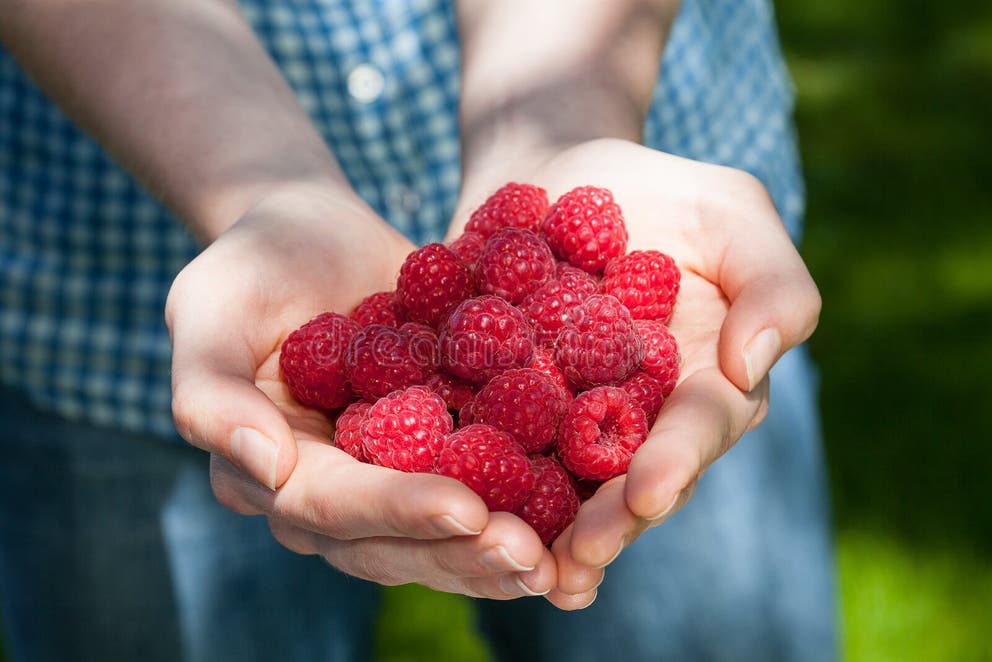Man with raspberries stock photo. Image of delicious - 32815662