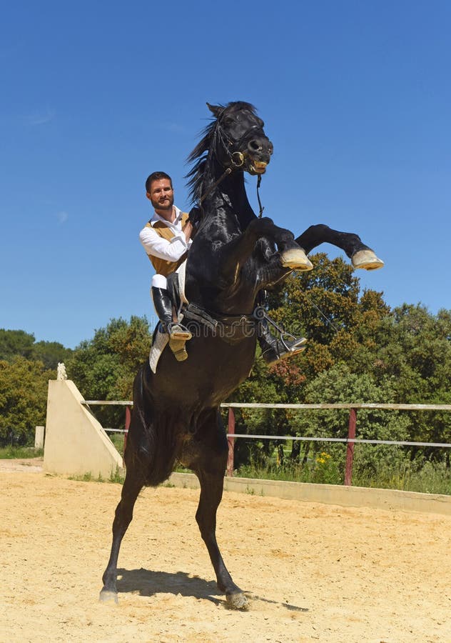 Rearing horse stock photo. Image of upright, dressage - 20507052
