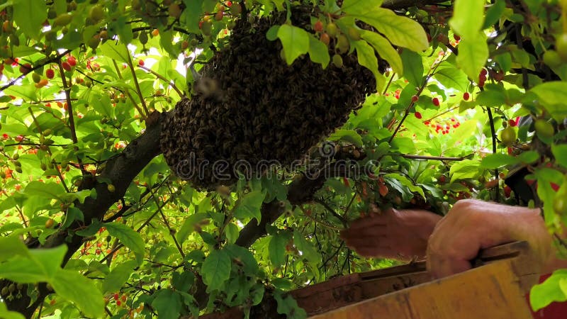 A Man in a Red Jacket is Holding a Beehive Full of Bees Stock Video ...