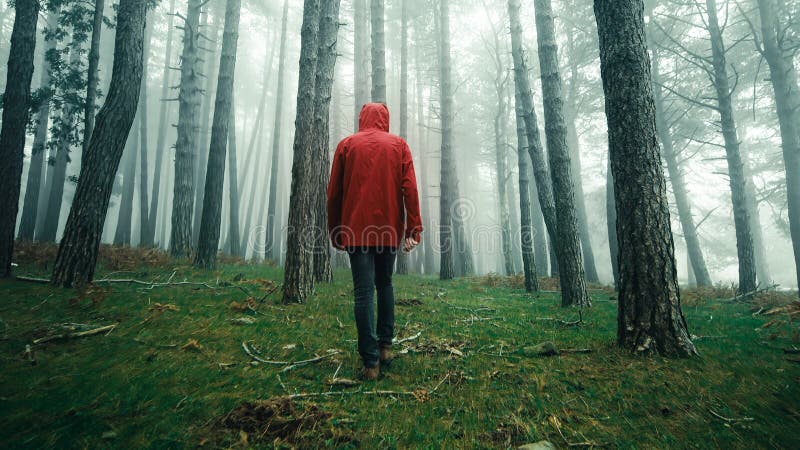 Man with Red Jacket Walks in the Foggy Woods Stock Photo - Image of ...