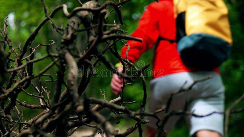 A Man with Red Jacket and Yellow Backpack Hikes Hikes in the Woods by ...