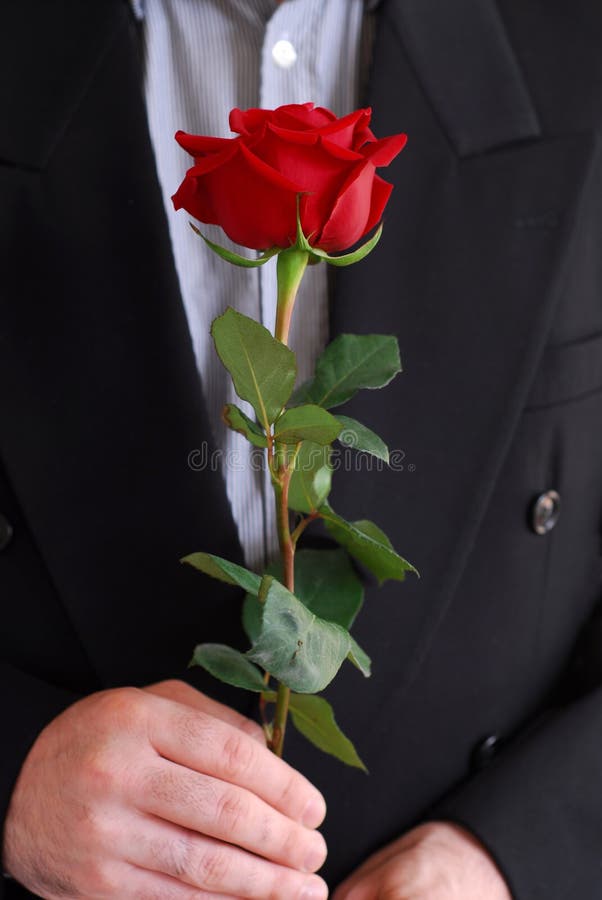 Man red rose stock photo. Image of body, married, giving - 1666854