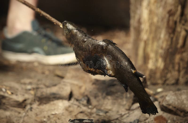 Man Relaxing in Wilderness and Preparing Hunted Fish on Fire Stock ...