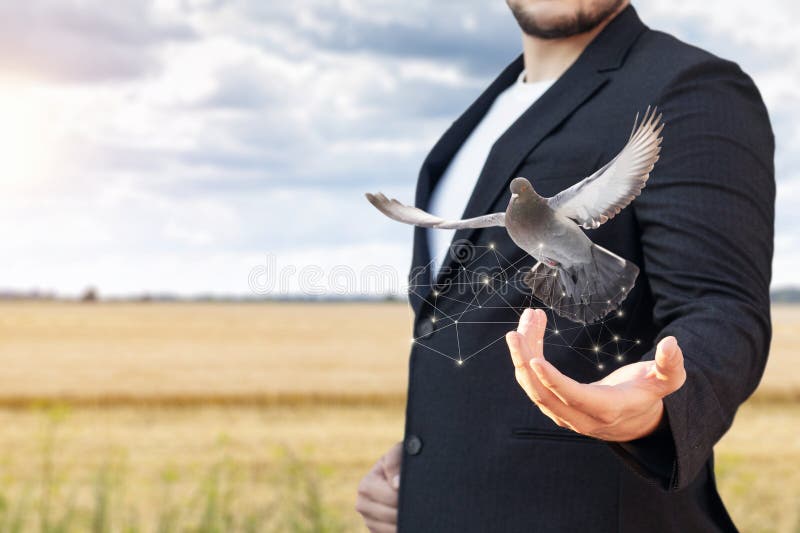 A man releases a dove stock photo. Image of conceptual - 286974774