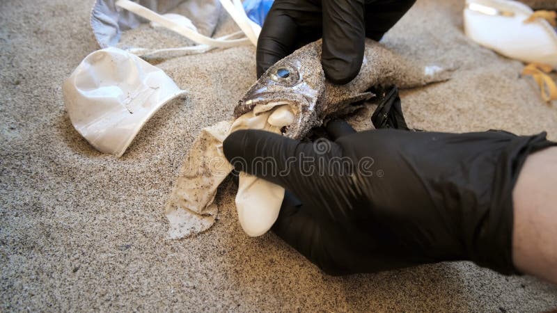 Man Remove Plastic Garbage from Dead Cod Fish,pollution on Seacoast ...