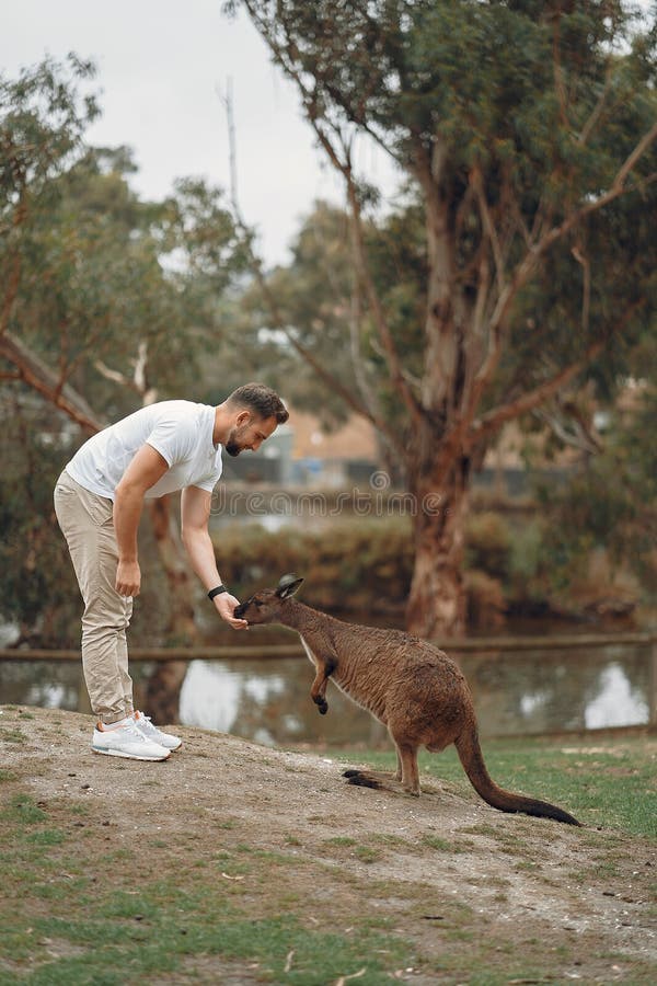 Man in the Reserve is Playing with a Kangaroo Stock Image - Image of ...