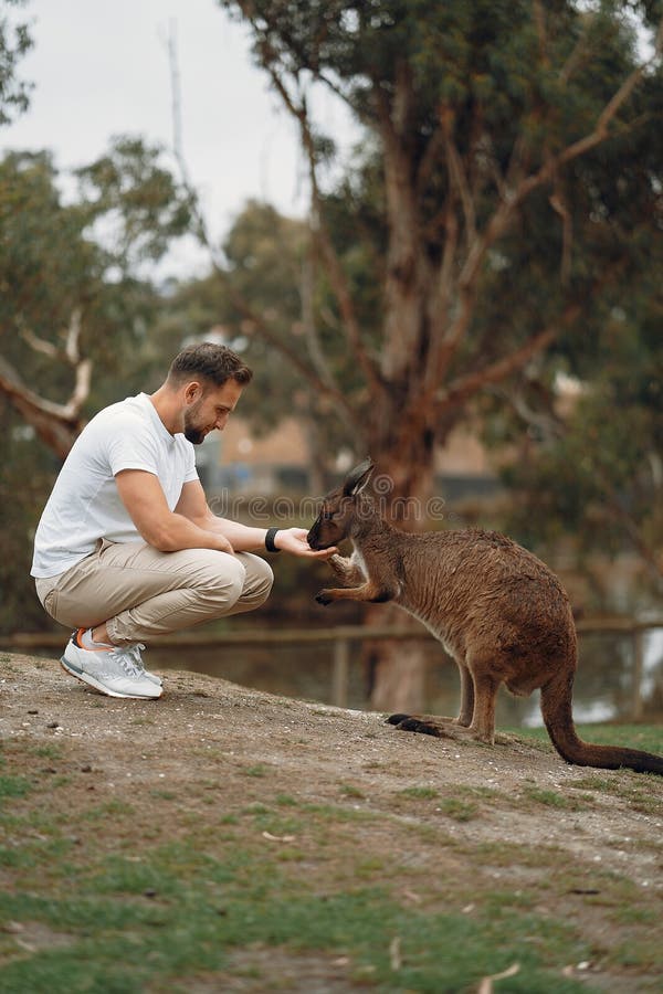 Man in the Reserve is Playing with a Kangaroo Stock Photo - Image of ...