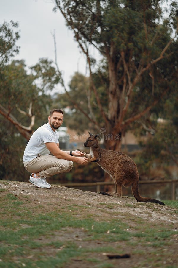 Playing kangaroo stock photo. Image of grass, field, ocean - 52737480