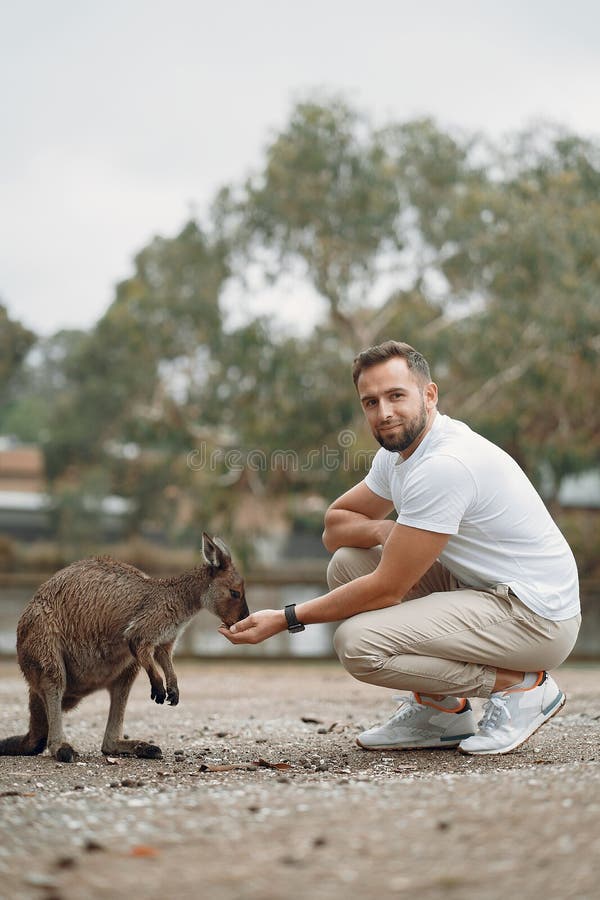 Man in the Reserve is Playing with a Kangaroo Stock Image - Image of ...