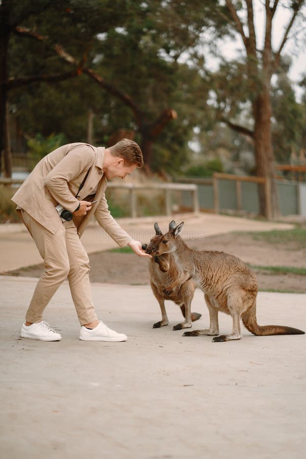 Man in the Reserve is Playing with a Kangaroo Stock Photo - Image of ...
