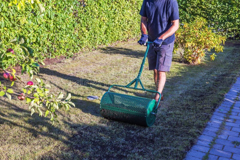 Man Restoring Lawn Using Soil Spreader Roller on Grass in Garden. Stock ...