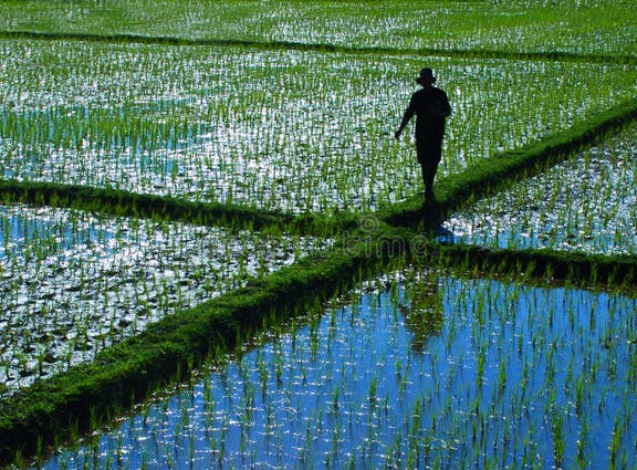 Man in a rice field stock image. Image of farm, green - 4293753