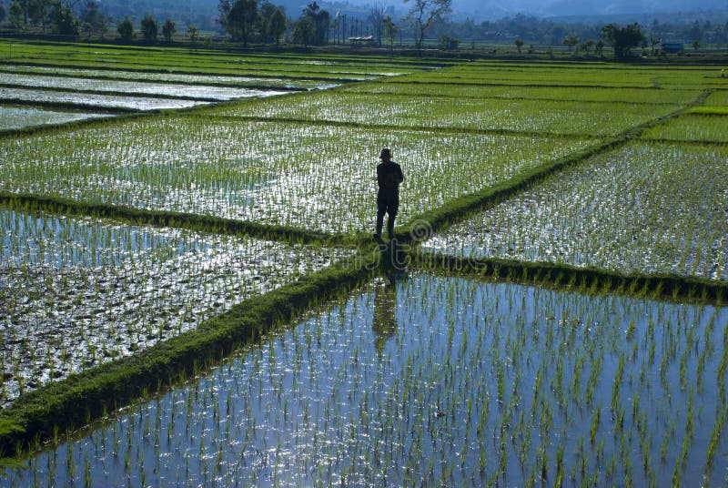 Man in a rice field stock photo. Image of blue, decide - 4293898