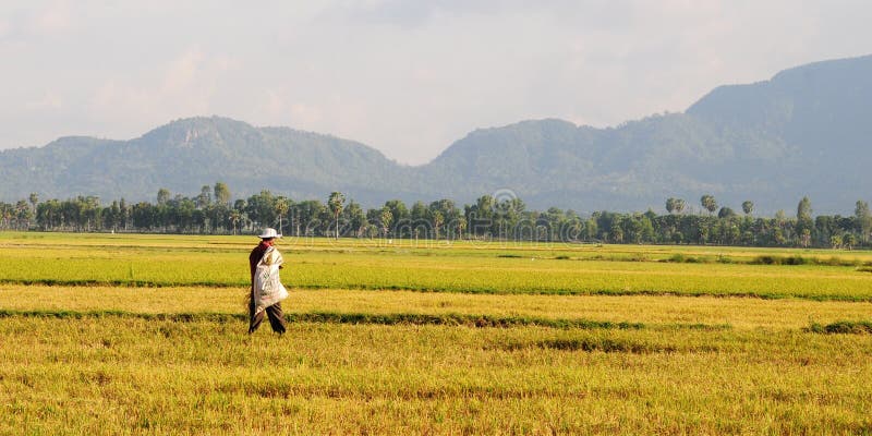 A Man on the Rice Field in Bacgiang, Northern Vietnam Editorial Image ...