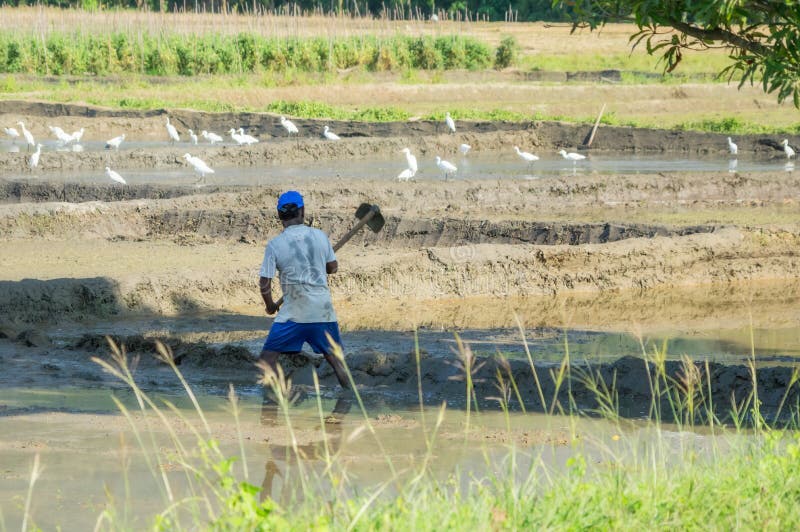 Man on the rice field. editorial image. Image of outdoors - 118623150