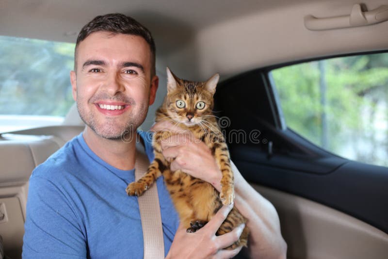 Man Riding in Backseat with His Exotic Bengal Cat Stock Image - Image ...
