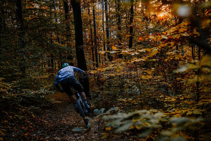 Man Riding Bicycle in the Forest Stock Image - Image of grass, daytime ...