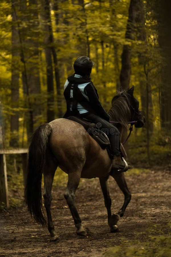 Man Riding a Brown Horse in the Forest Stock Image - Image of forest ...