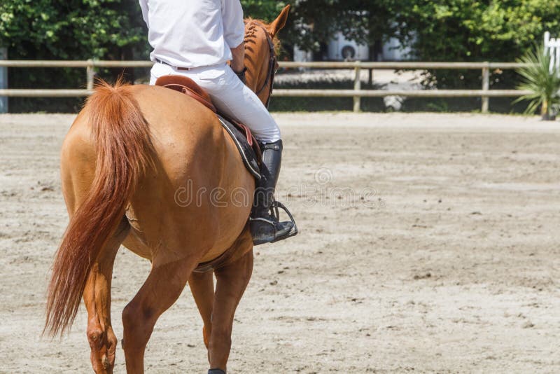Man Riding a Chestnut Horse Stock Image - Image of pace, career: 152772595