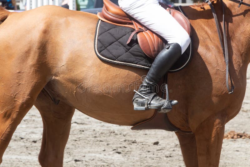 Man Riding a Chestnut Horse Stock Image - Image of competition, outdoor ...