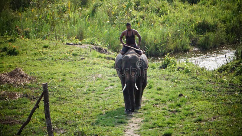 A Man Riding on Elephant Back Editorial Photography - Image of wildlife ...