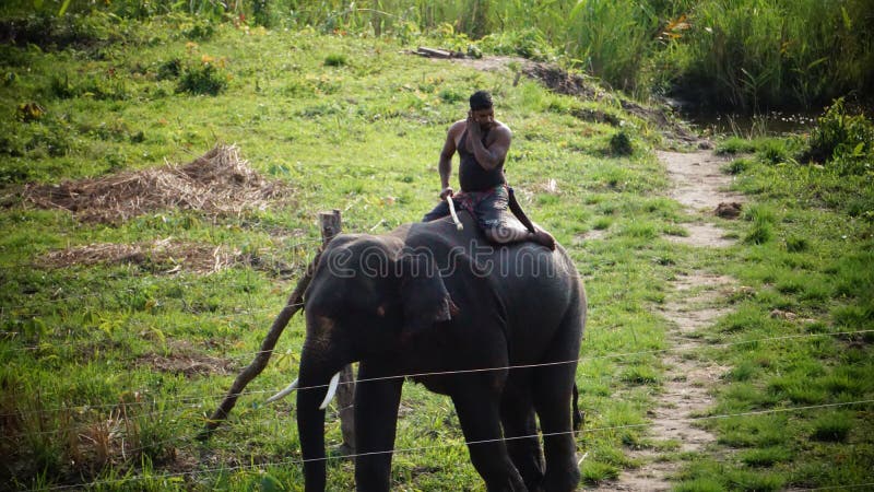A Man Riding on Elephant Back Editorial Image - Image of wildlife, back ...