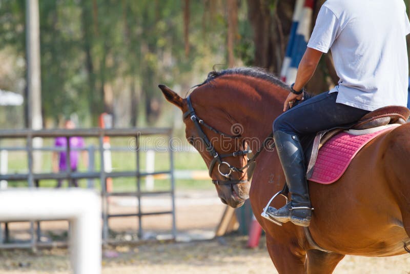 Man riding horse stock image. Image of equine, grass - 37602943