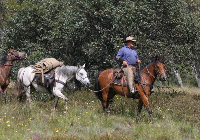 Western Race Horse - Cowboy Editorial Image - Image of farm ...