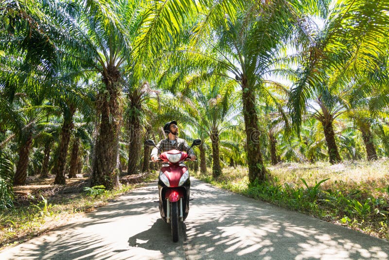 233 Bearded Palm Tree Stock Photos - Free & Royalty-Free Stock Photos ...