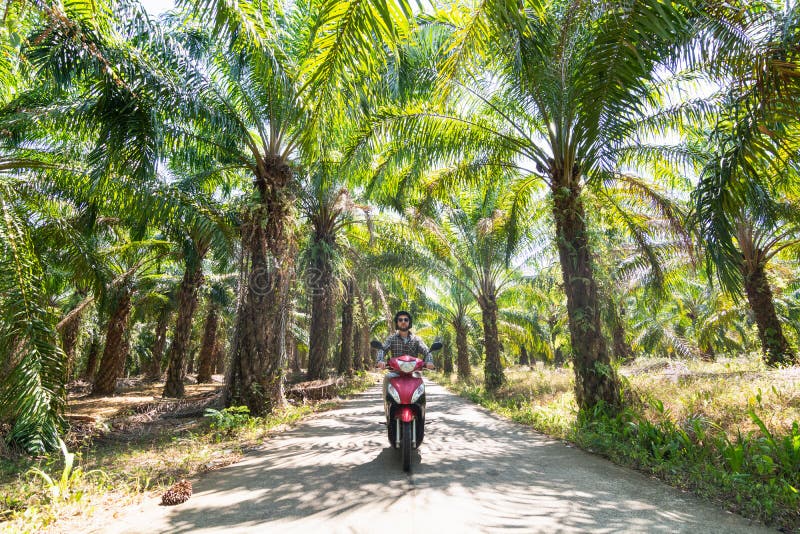 260 Bearded Palm Tree Stock Photos - Free & Royalty-Free Stock Photos ...