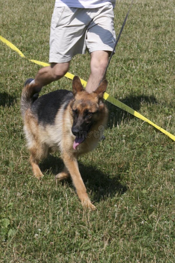 Man running with dog stock image. Image of outdoor, together - 285530195
