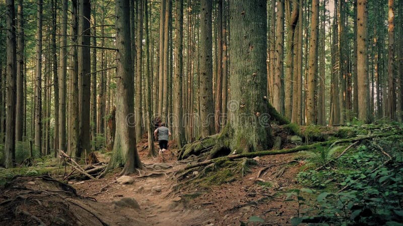 Man Running on Trail through Tall Trees Stock Video - Video of park ...