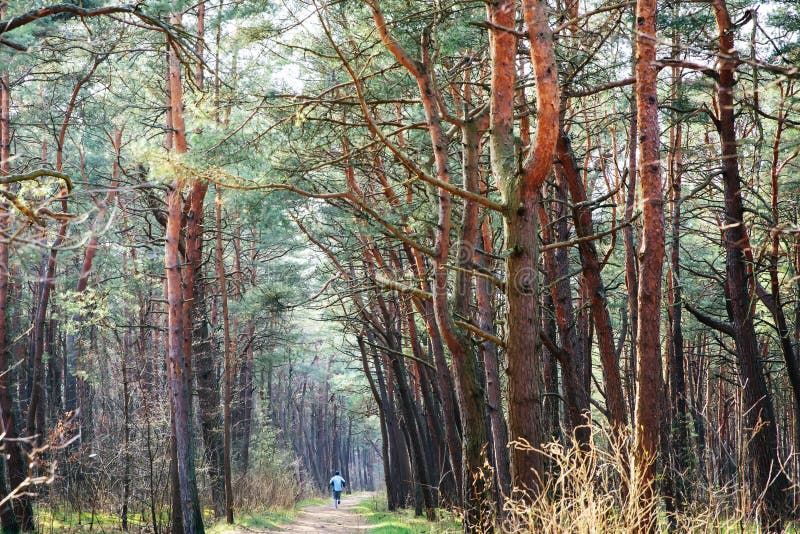 Man Running and Training in Forest, Running in Nature and Fresh Air ...