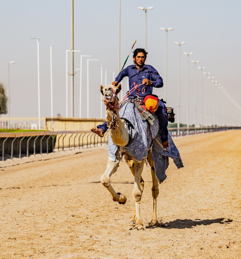 Camel Runs on Track Being Trained To Race with Tiny Robot Jockey on His ...