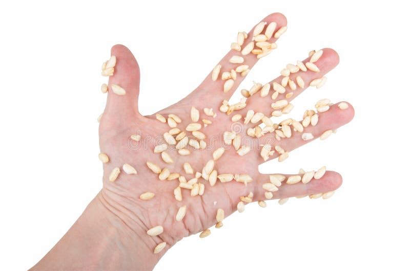 Prepared rice on plate stock photo. Image of healthy - 30718118