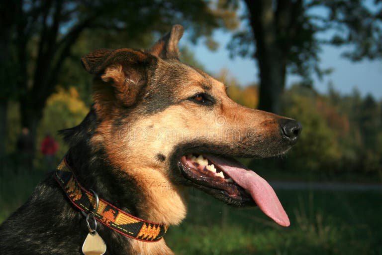 Man s best friend stock photo. Image of pant, alsatian - 1519444