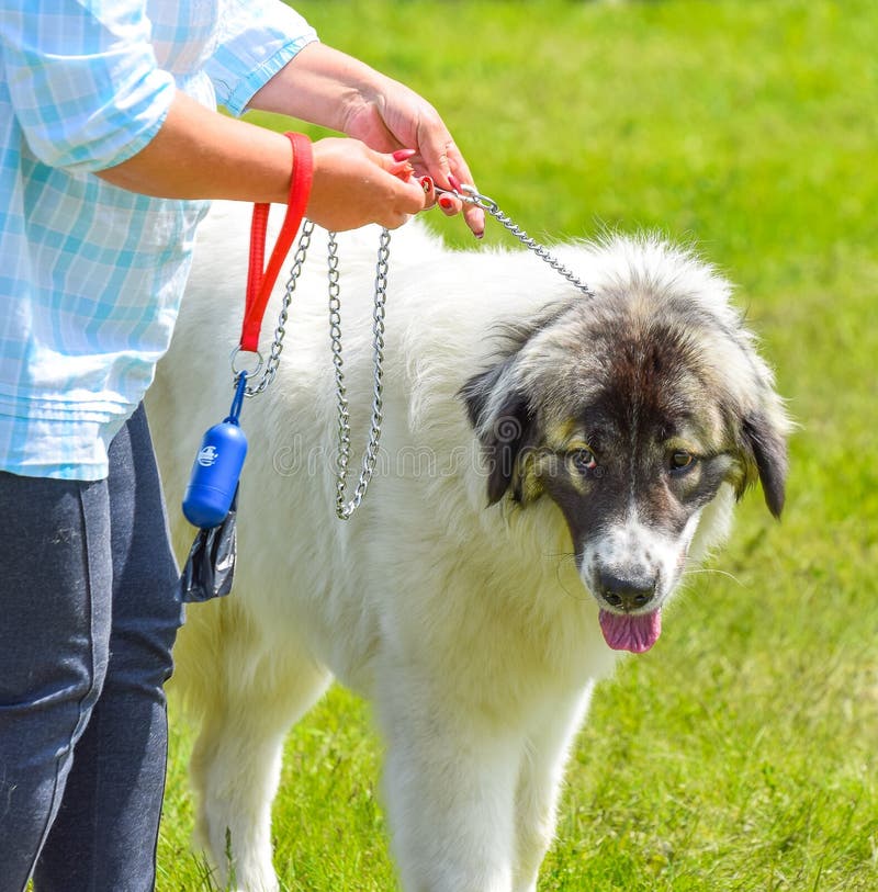 Man`s best friend stock photo. Image of animal, brown - 147610950