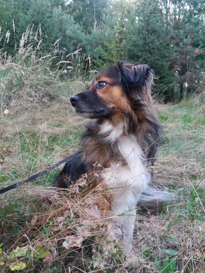 Man S Best Friend. Walking the Dog. Our Little Model Stock Image ... Man S Best Friend. Walking the Dog. Our Little Model Stock Image ...