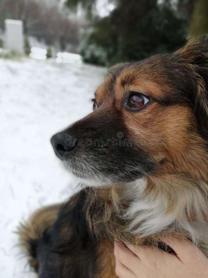 Man S Best Friend. Walking the Dog. Our Little Model Stock Image ... Man S Best Friend. Walking the Dog. Our Little Model Stock Image ...
